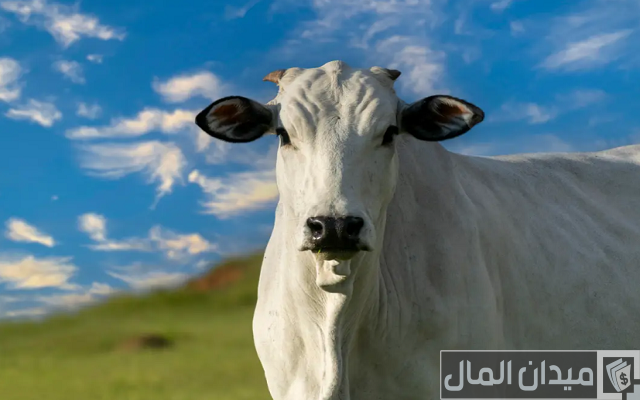 أنواع الأبقار في العراق - ميدان المال